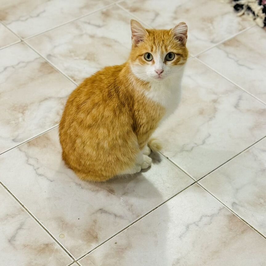 Стерилизованная кошка в добрые руки