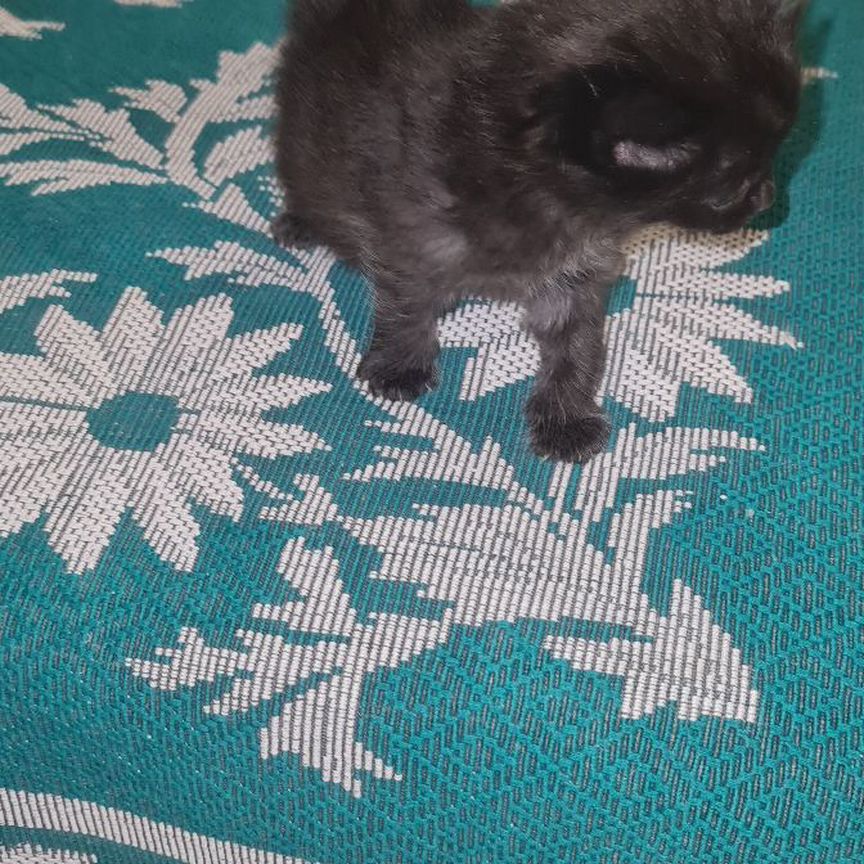 Котята в добрые руки бесплатно