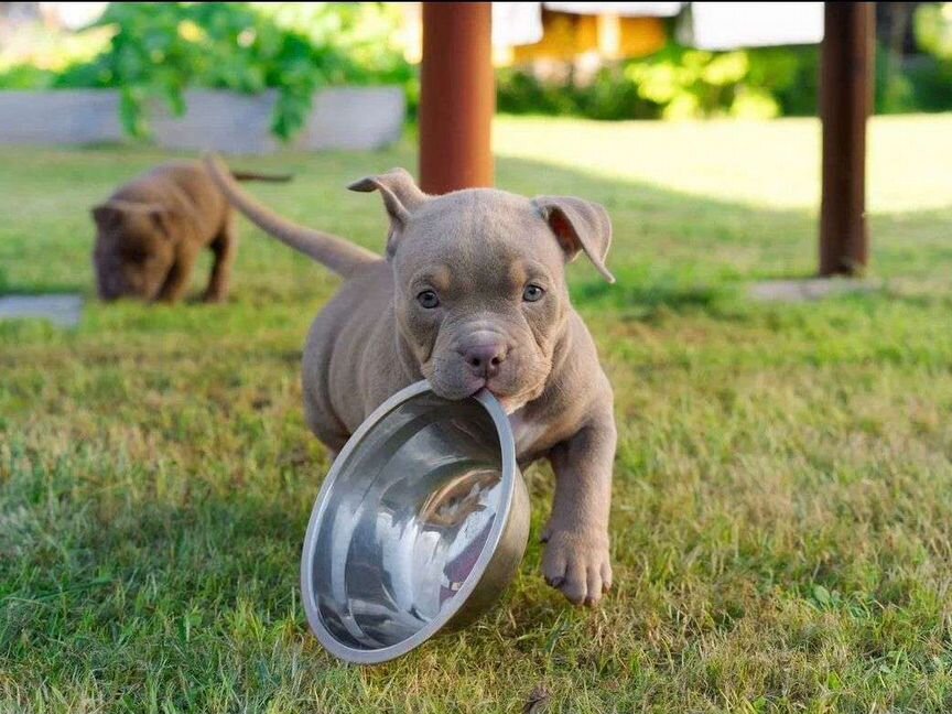 Американский Булли