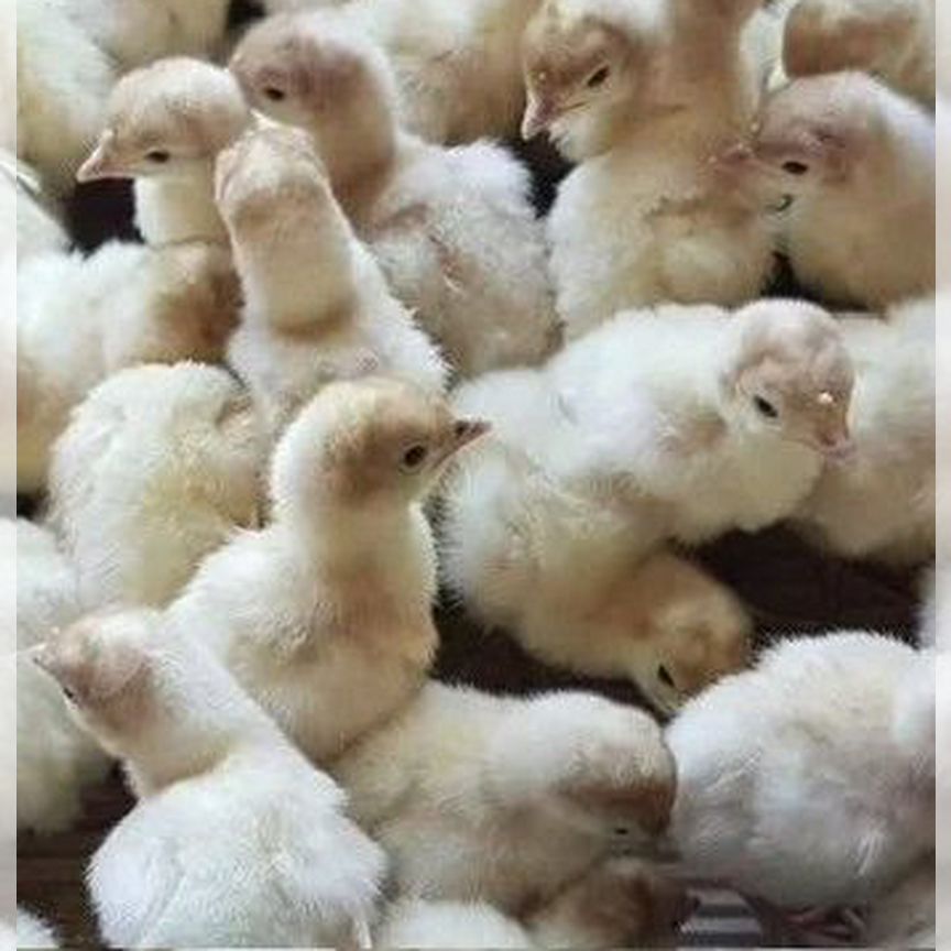 Индюшата "Белая широкогрудая"