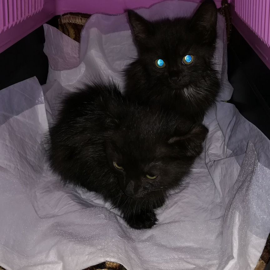 Котята в добрые руки бесплатно девочки