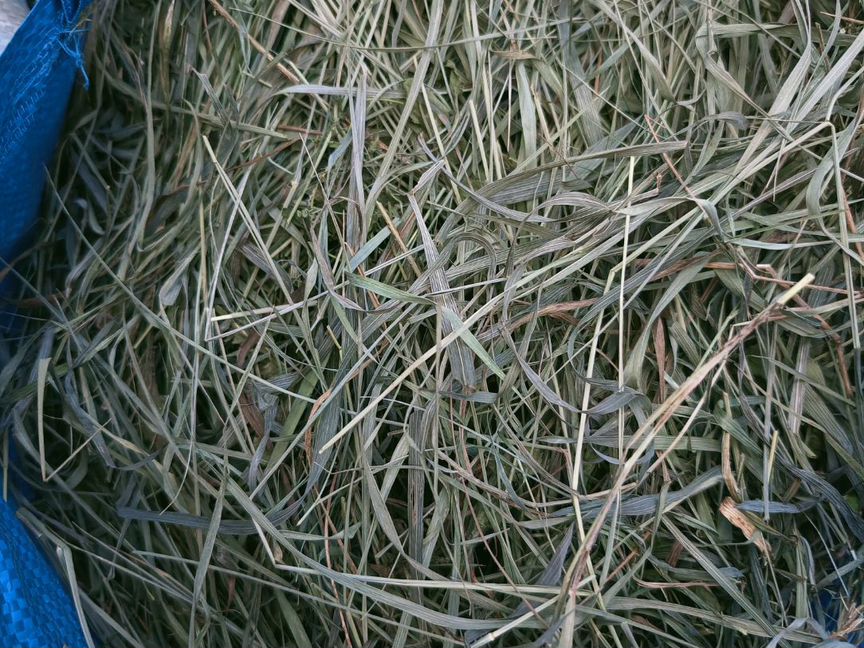 Продам сено