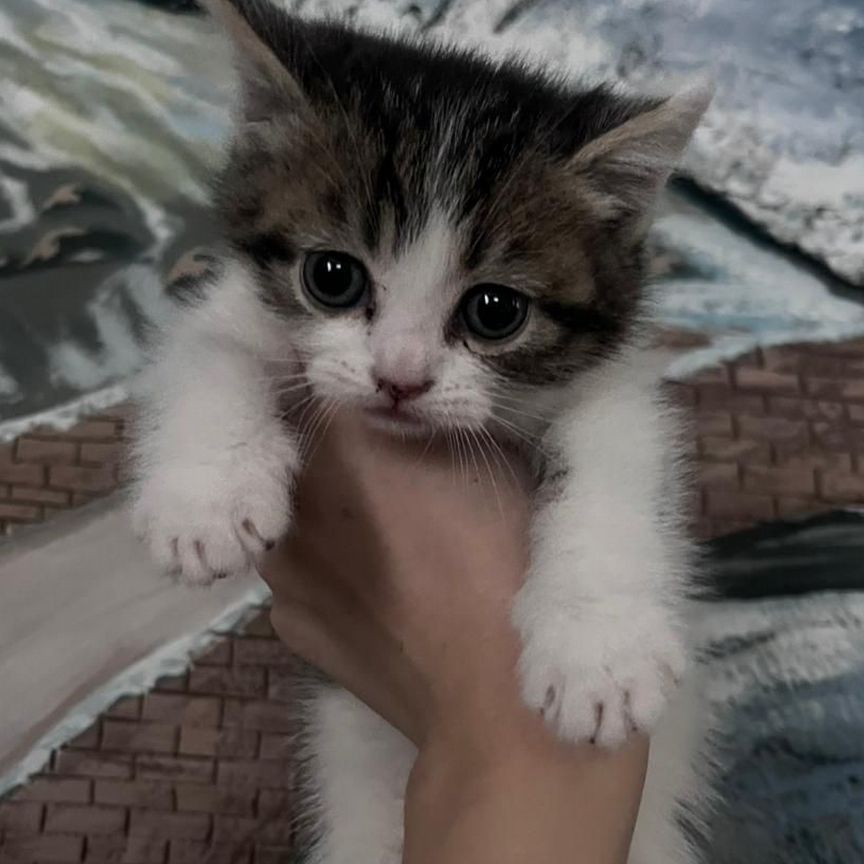Котята в добрые руки бесплатно мальчик