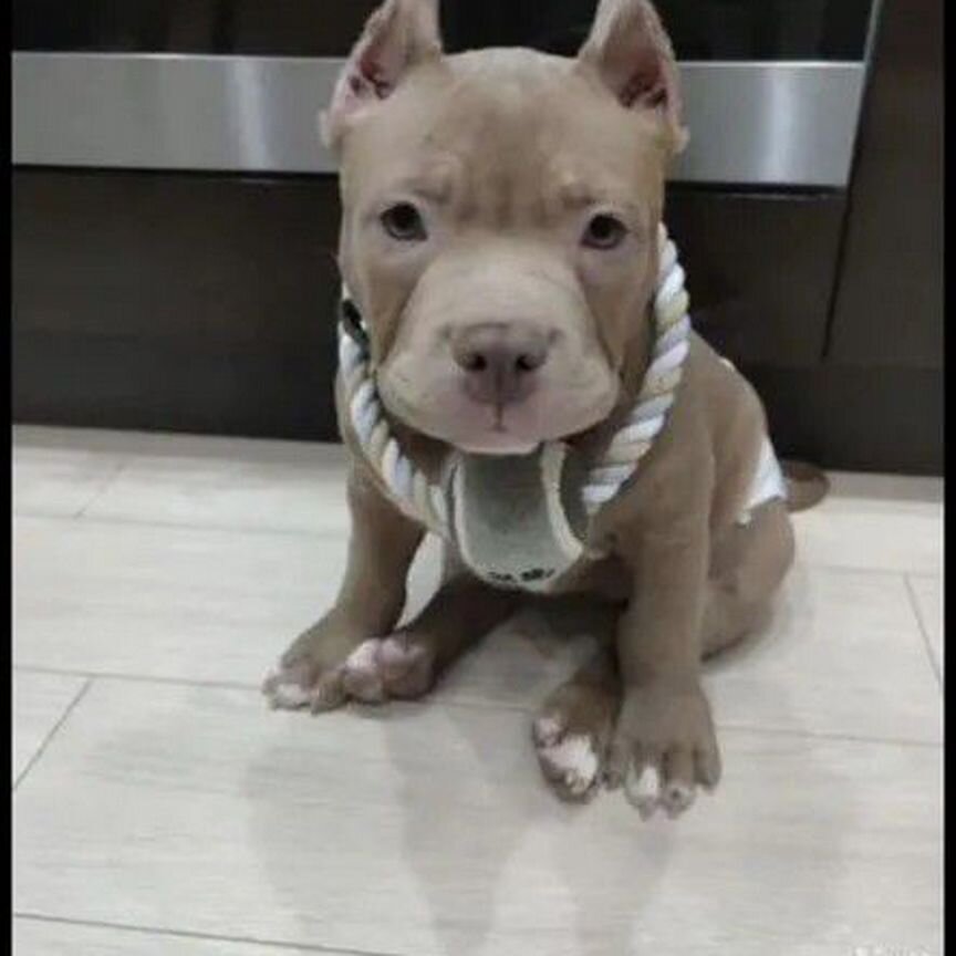 Американский булли, щенок