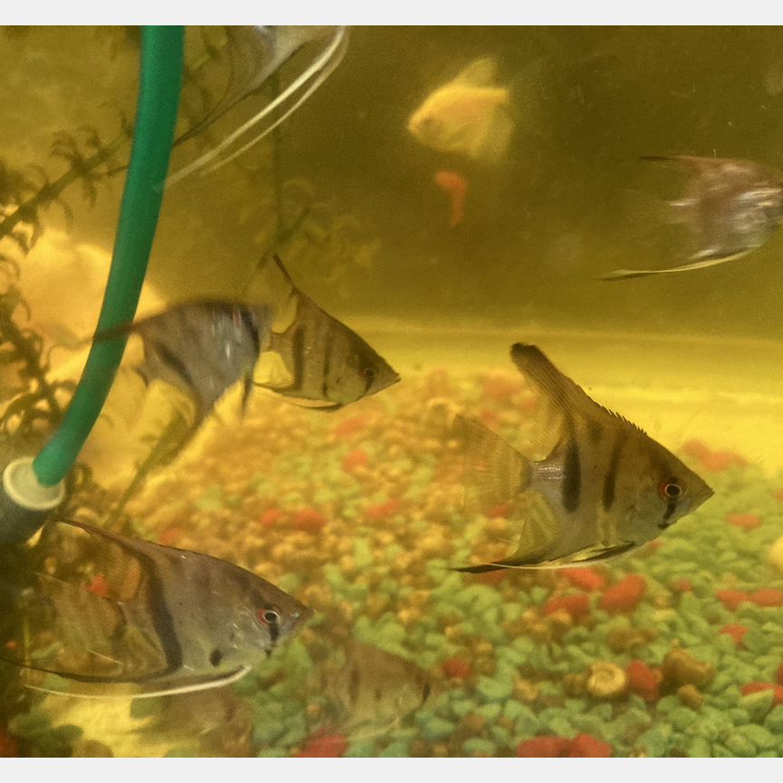 Молодняк скалярий