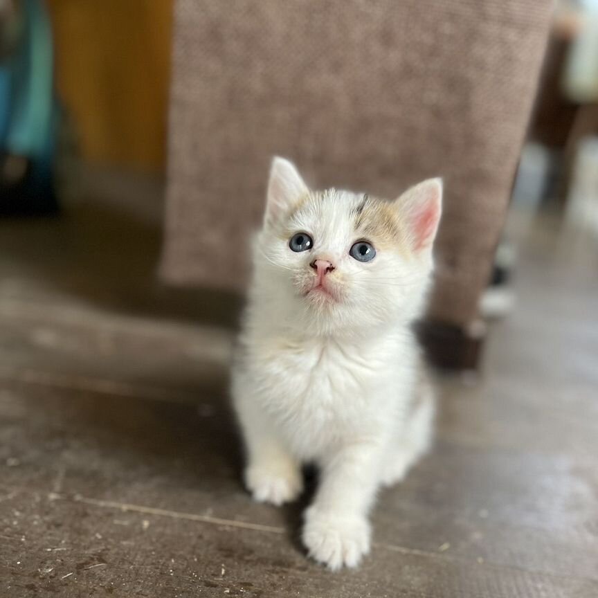 Британские котята