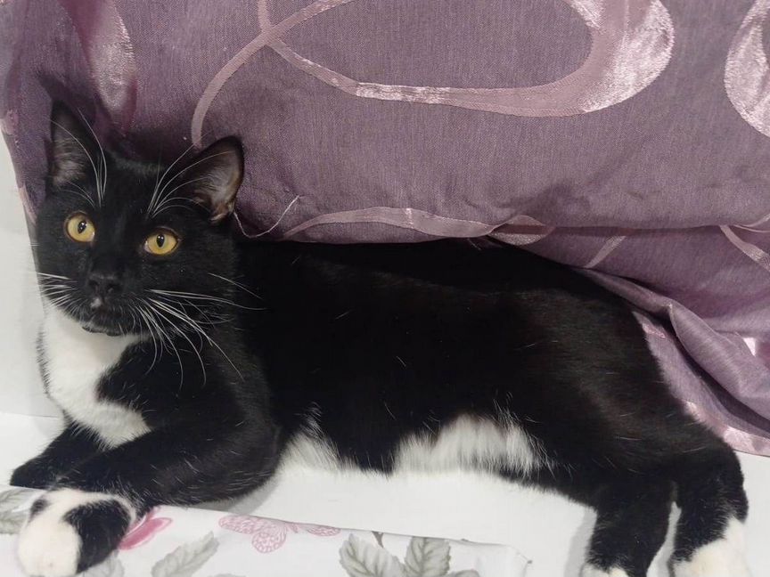 Несчастный Маркиз