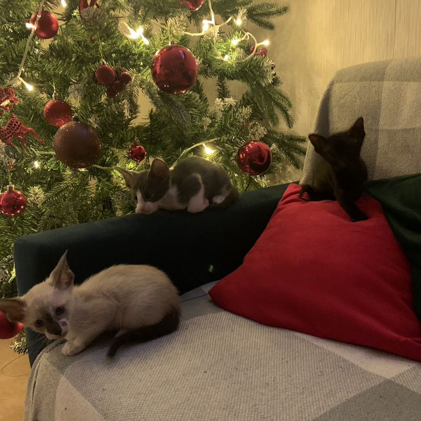 Ориентальные котята