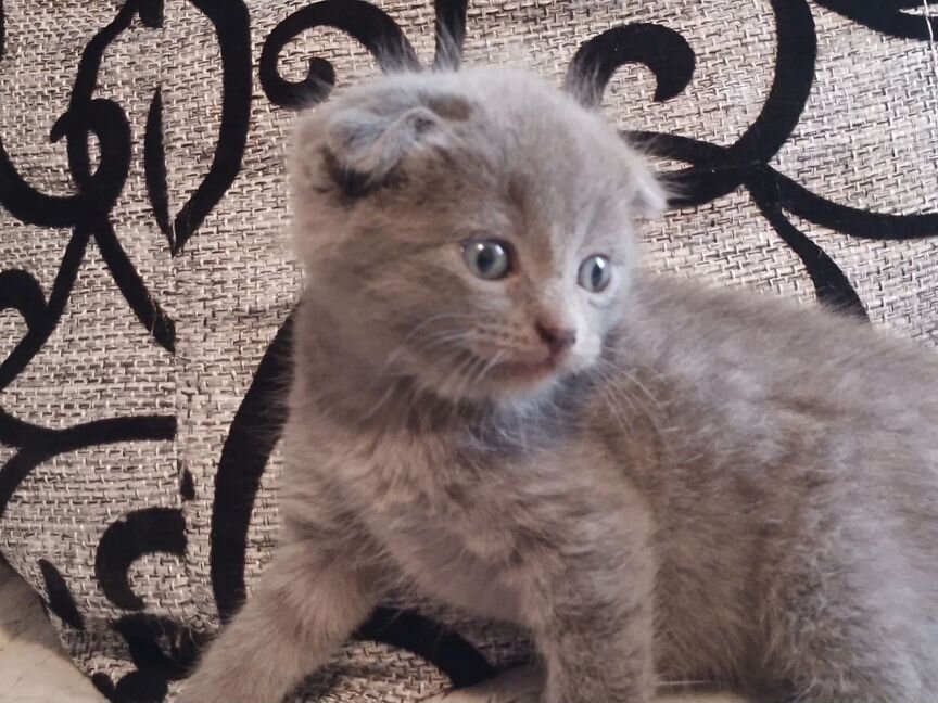 Шотландские вислоухие котята
