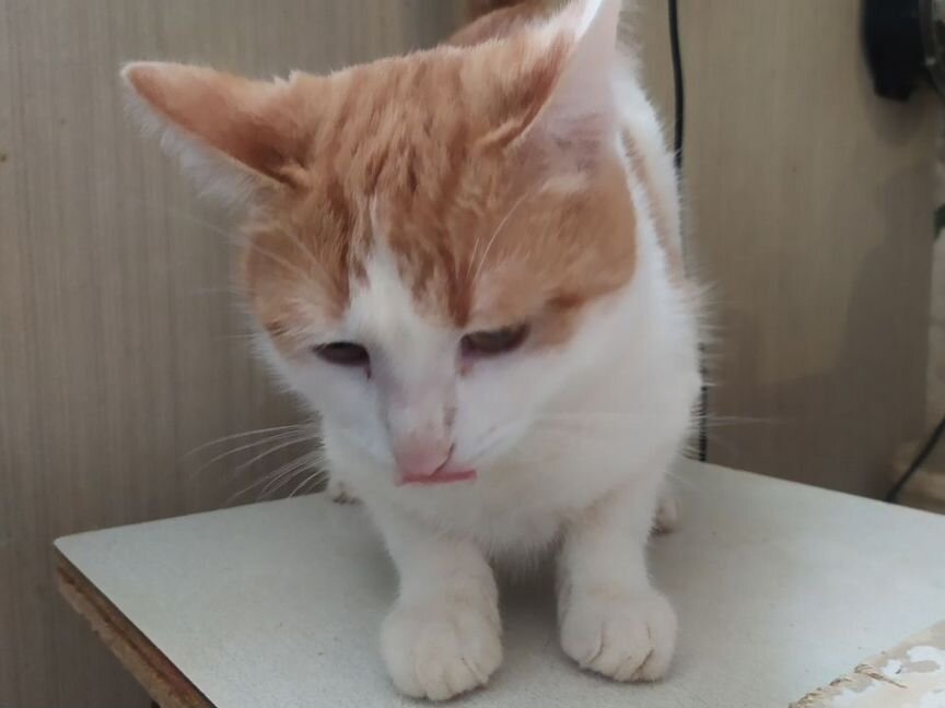 Кот Боба