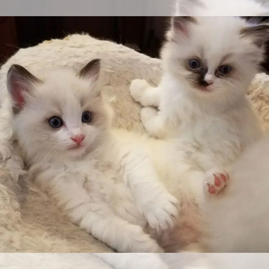 Рэгдолл котёнок