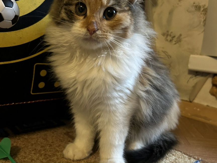 Котенок в добрые руки