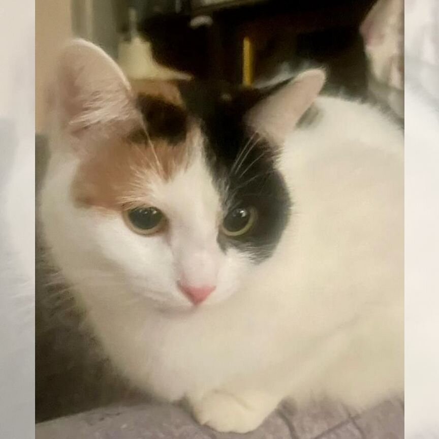 Взрослая кошка от частного владельца