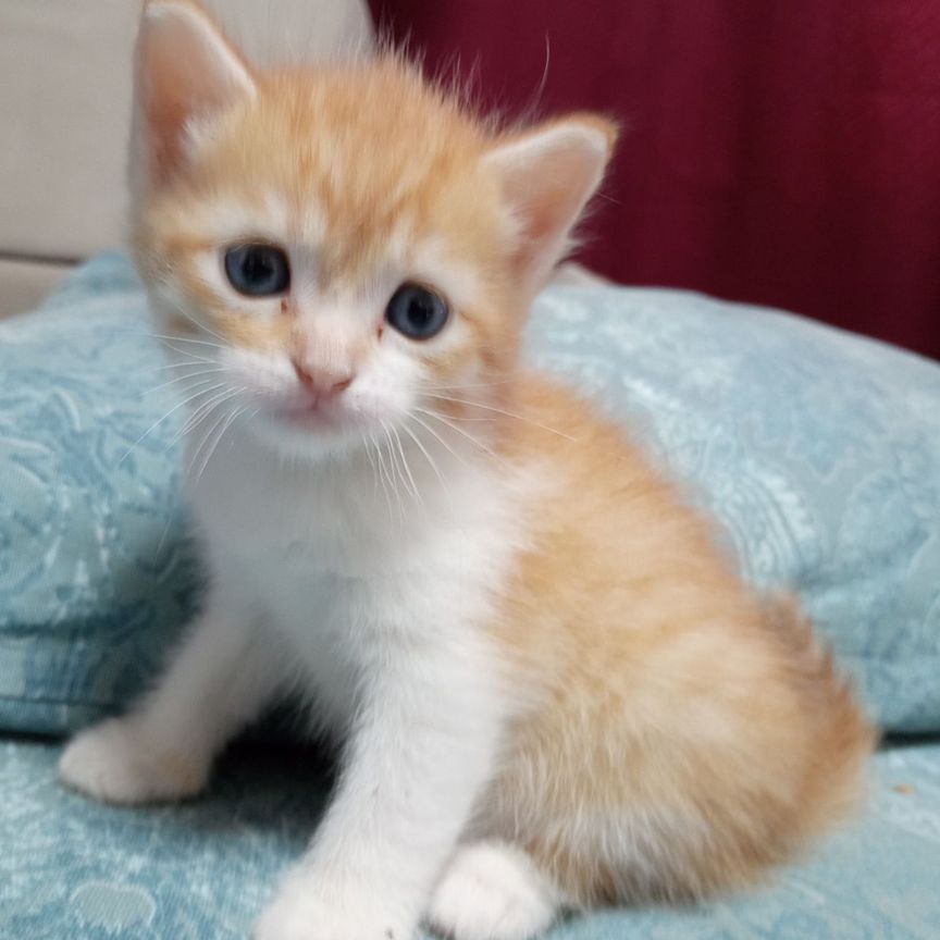 Котёнок в добрые руки