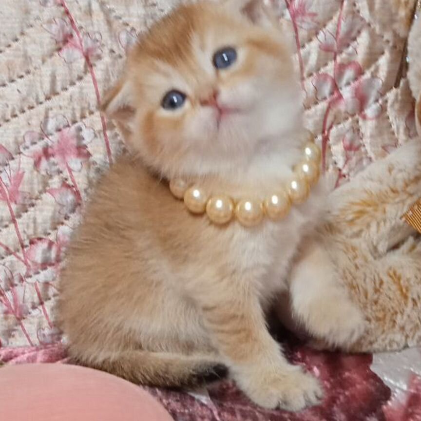 Шотландский вислоухий короткошёрстный котёнок