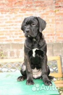 Щенок Кане-корсо