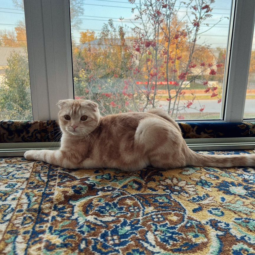 Шотландский кот