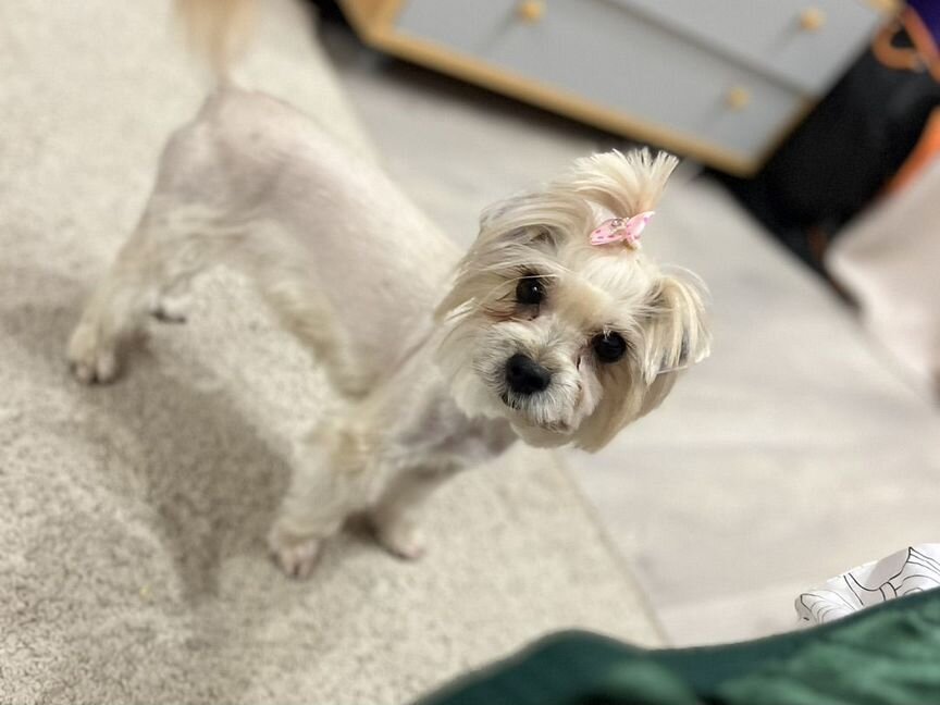 Мальтийская болонка девочка