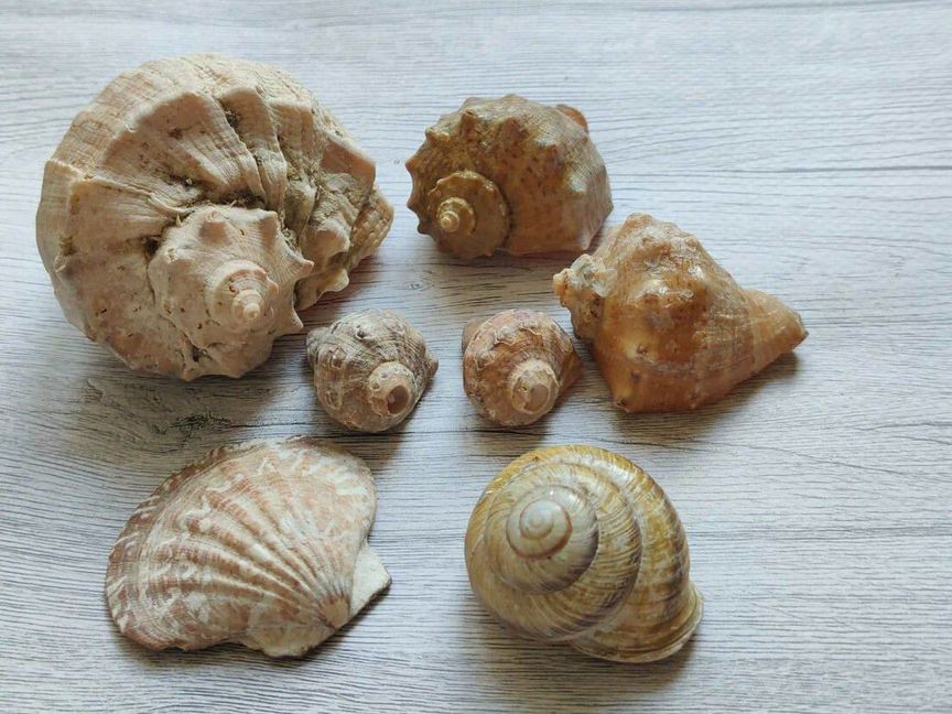 Морские ракушки раковины рапан 7 шт