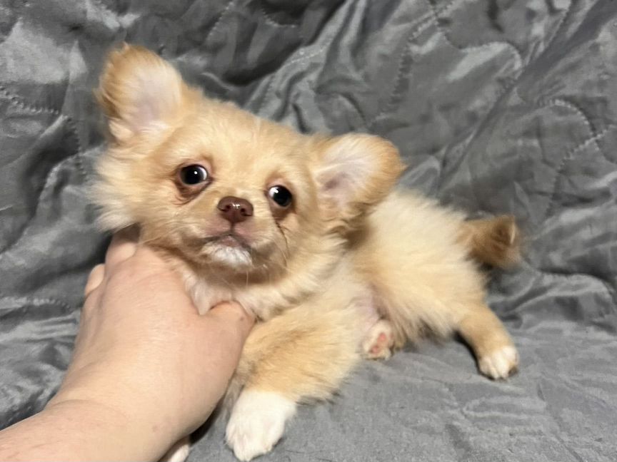 Чихуахуа три мальчика длинношерстные