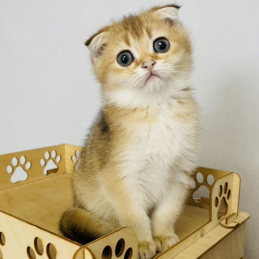 Шотландский вислоухий котик