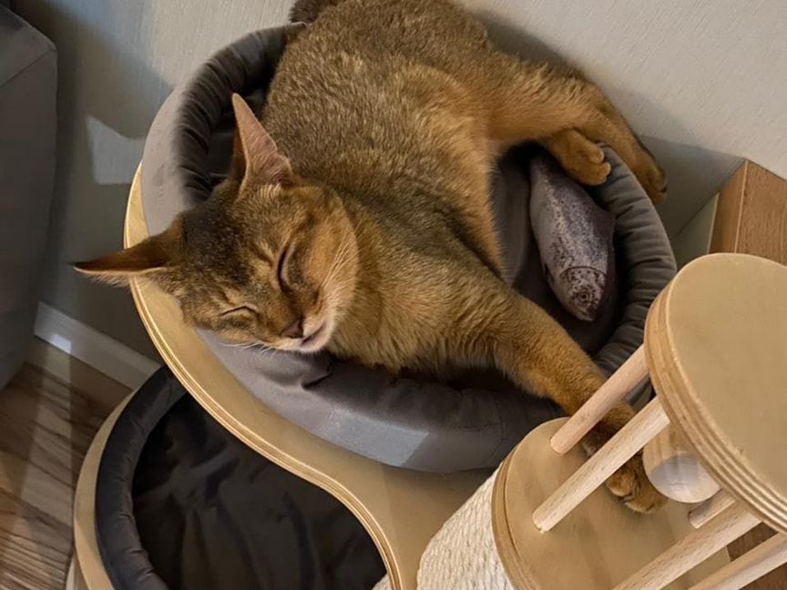 Когтеточка