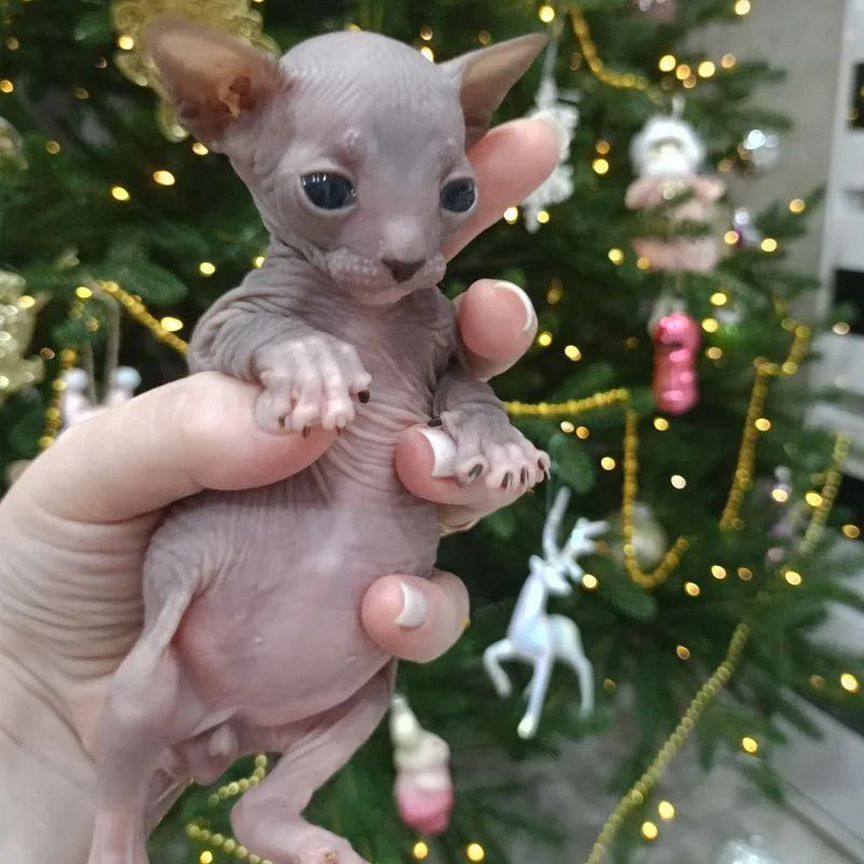 Донской сфинкс котёнок