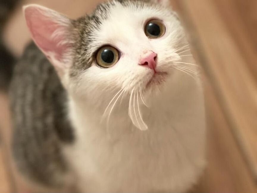 Крошка кошечка ищет дом