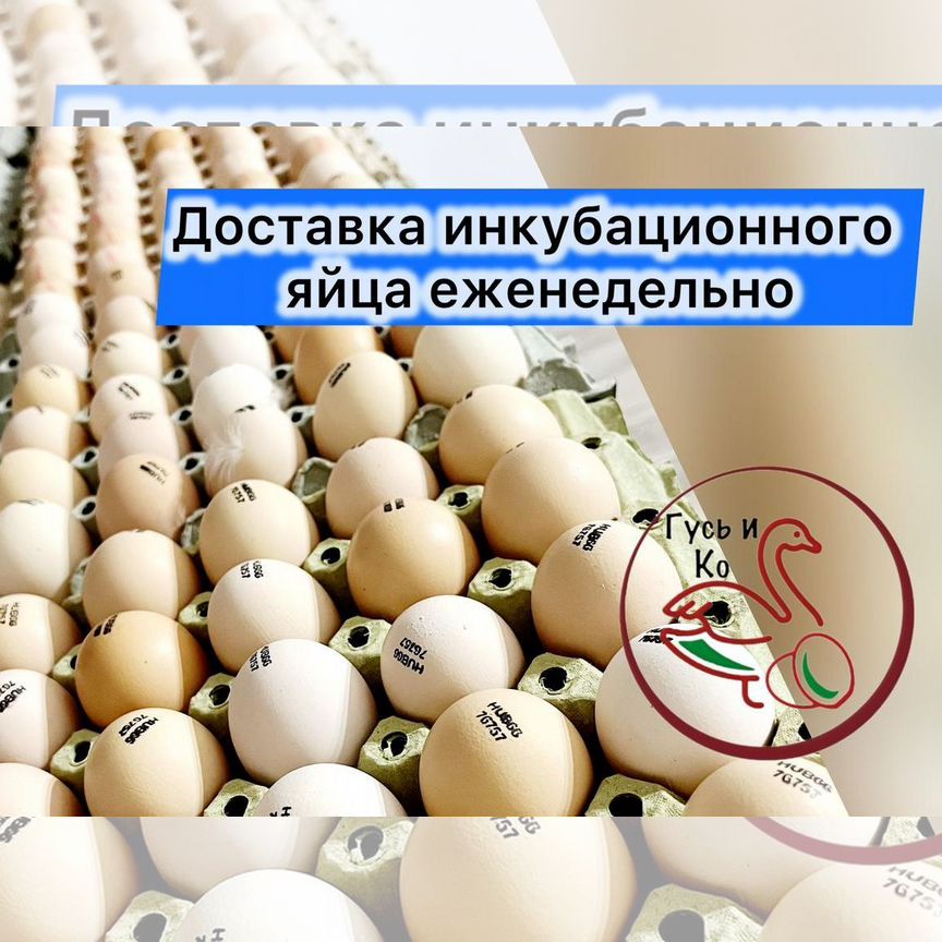 Инкубационное яйцо