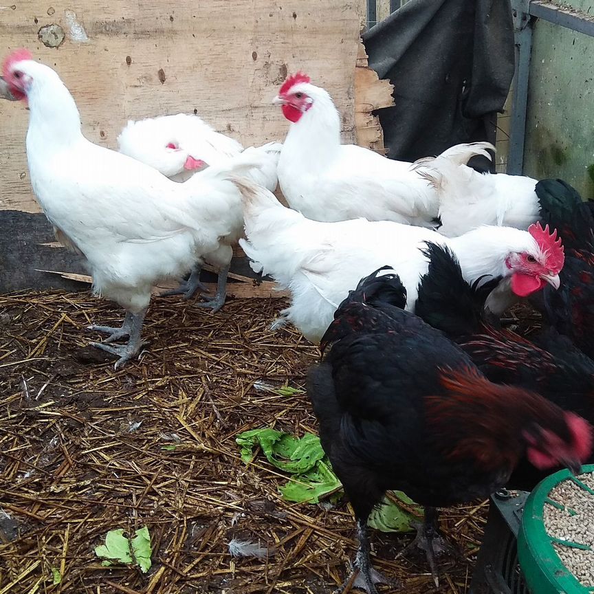 Петухи Маран и Брессгальский