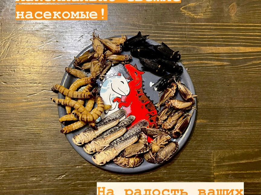 Замороженные насекомые корм