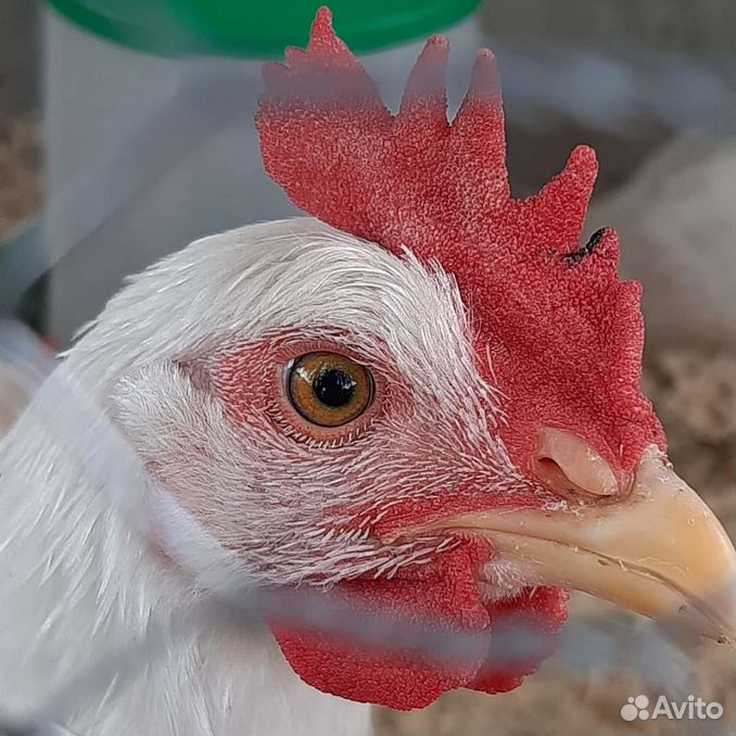 Цыплята 3х месячные