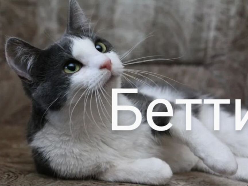 Шотландский котёнок пять месяцев