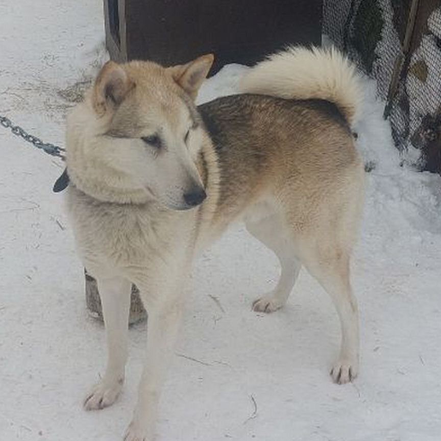 Западносибирская лайка, взрослый пёс