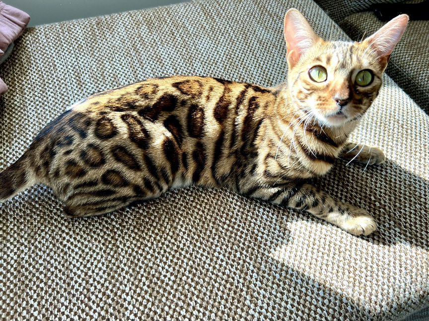 Бенгальская кошечка, бенгальские котята