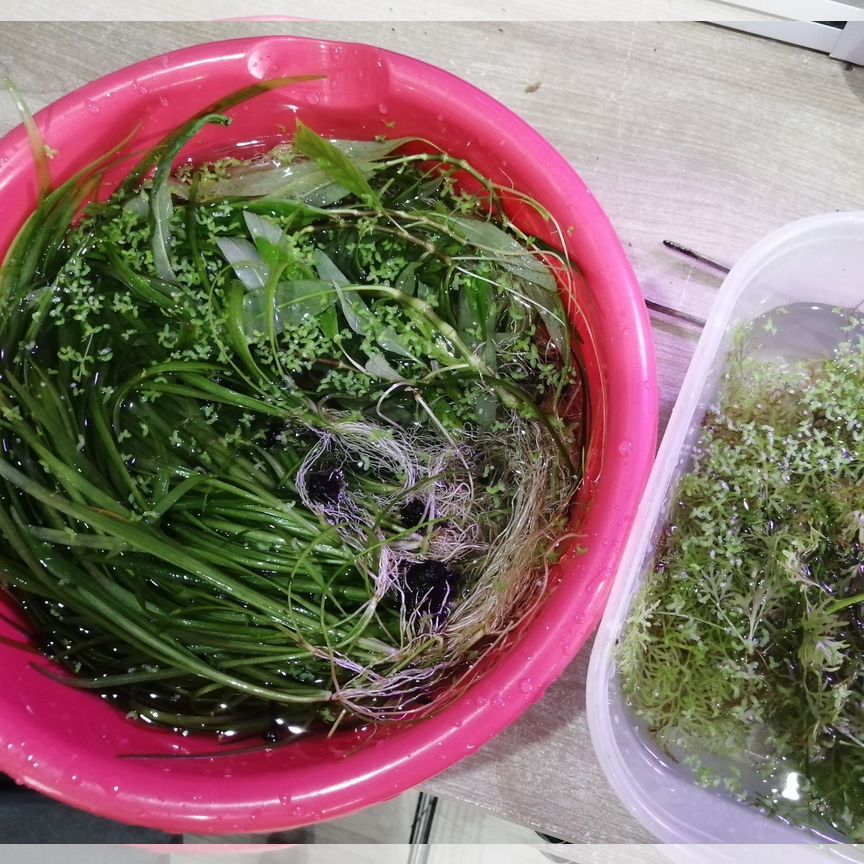 Аквариумная прополка