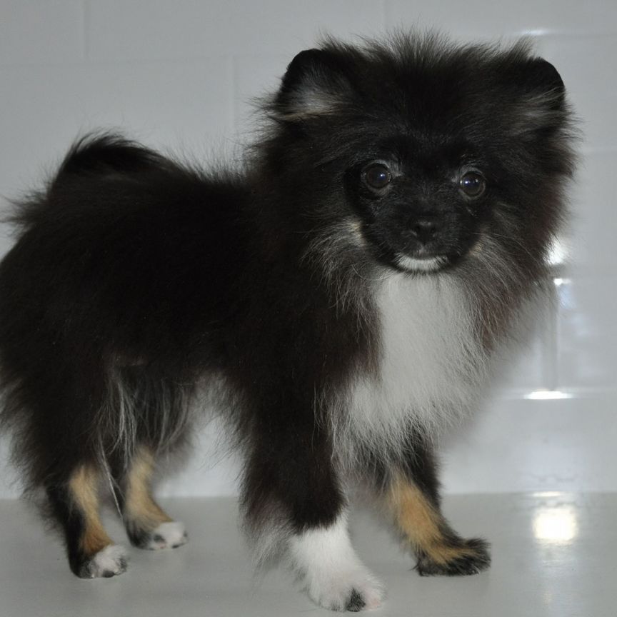 Мини-мини померашки