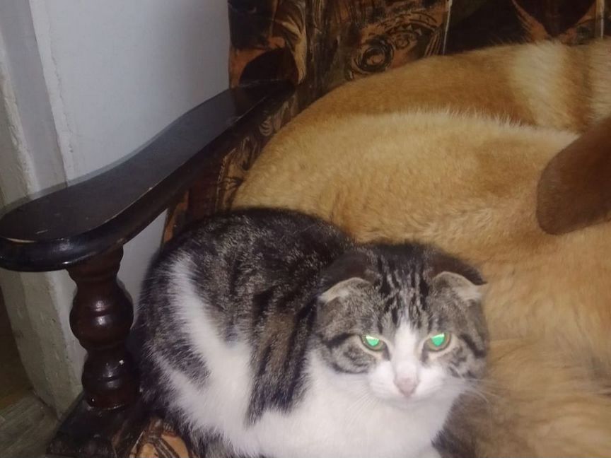 Бедных дружочков в хорошие руки