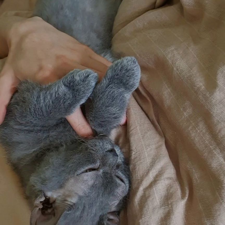 Кошка сфинкс браш в добрые руки