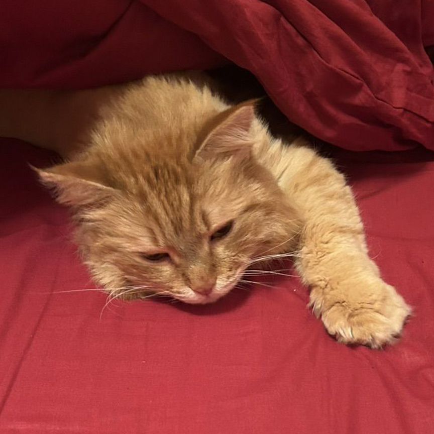 Взрослый кот в добрые руки