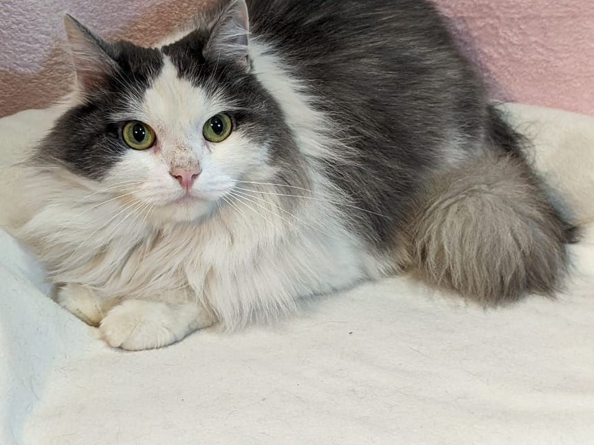 Кошки
