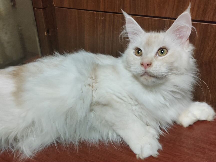 Мейн-кун кошечка полидакт