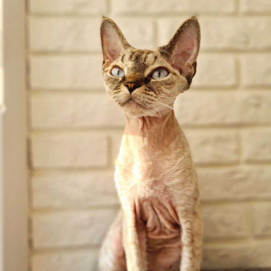 Кошка девончик