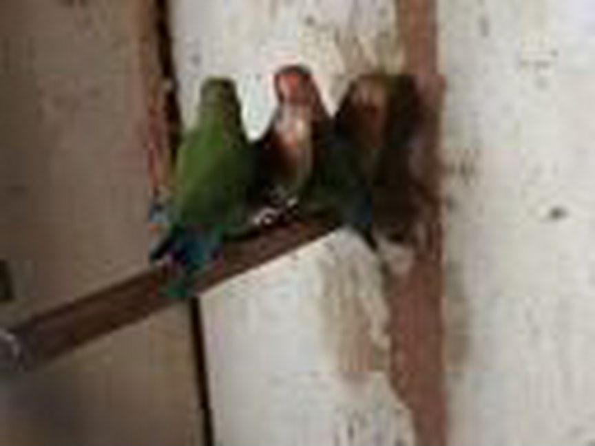 Попугаи неразлучники