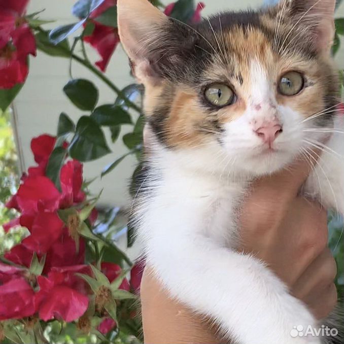 Красивая девочка, трехцветный котенок