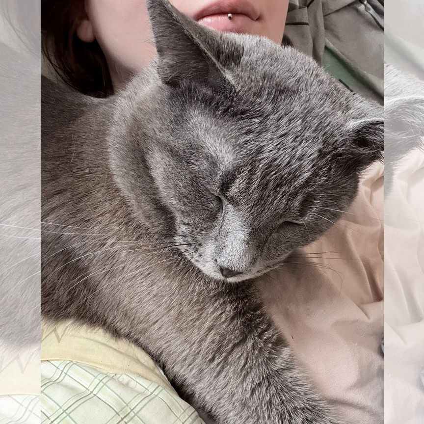 Русский голубой котёнок