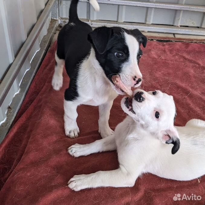 Два симпатичных щенка и их любовь рядом