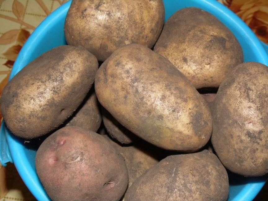 Продам картофель на корм скоту