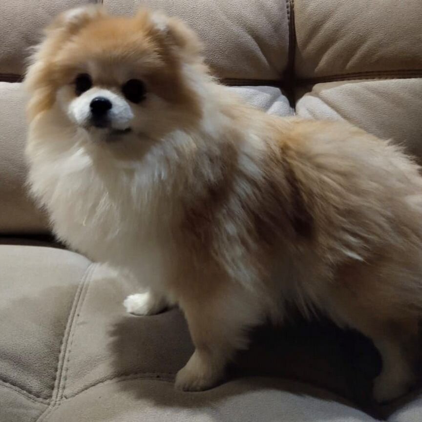 Померанский шпиц, щенок