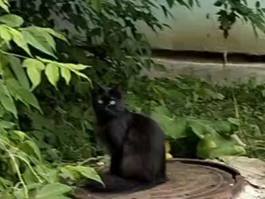 Котики бесплатно в добрые руки